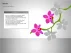 Orchids Shapes - Free Presentation Template for Google Slides and ...