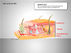 Skin Structure Diagrams - Presentation Template for Google Slides and ...