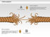 Rope Diagrams - Free Presentation Template for Google Slides and ...