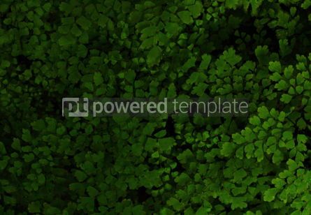 Pflanzen PowerPoint Vorlage, Hintergründe | 04862 | PoweredTemplate.com