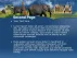 African Animals - Free Presentation Template for Google Slides and ...