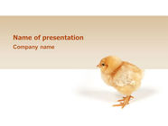 Plantilla de PowerPoint - pollo, fondos | 02737 | PoweredTemplate.com