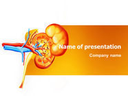 Kidneys PowerPoint Template, Backgrounds | 03275 | PoweredTemplate.com