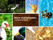Duck - Free Presentation Template for Google Slides and PowerPoint | #05190