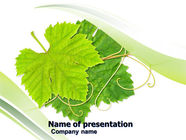 Modèle PowerPoint de vigne, Arrière-plans | 05519 | PoweredTemplate.com