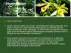 Yellow Flowers - Free Presentation Template for Google Slides and ...