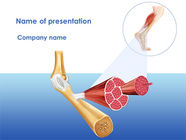 Muscle - Free Presentation Template for Google Slides and PowerPoint ...