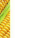 Ear Of Corn PowerPoint Template, Backgrounds | 09782 | PoweredTemplate.com
