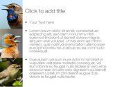 Birds - Free Presentation Template for Google Slides and PowerPoint ...