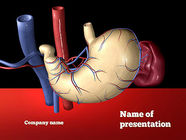 Digestive System - Free Presentation Template for Google Slides and PowerPoint | #11078