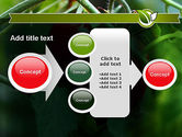 Ripe Tomatoes PowerPoint Template, Backgrounds | 11371 ...