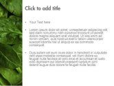Spinach PowerPoint Template, Backgrounds | 11463 | PoweredTemplate.com