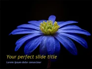 Blue Flower - Free Presentation Template for Google Slides and ...