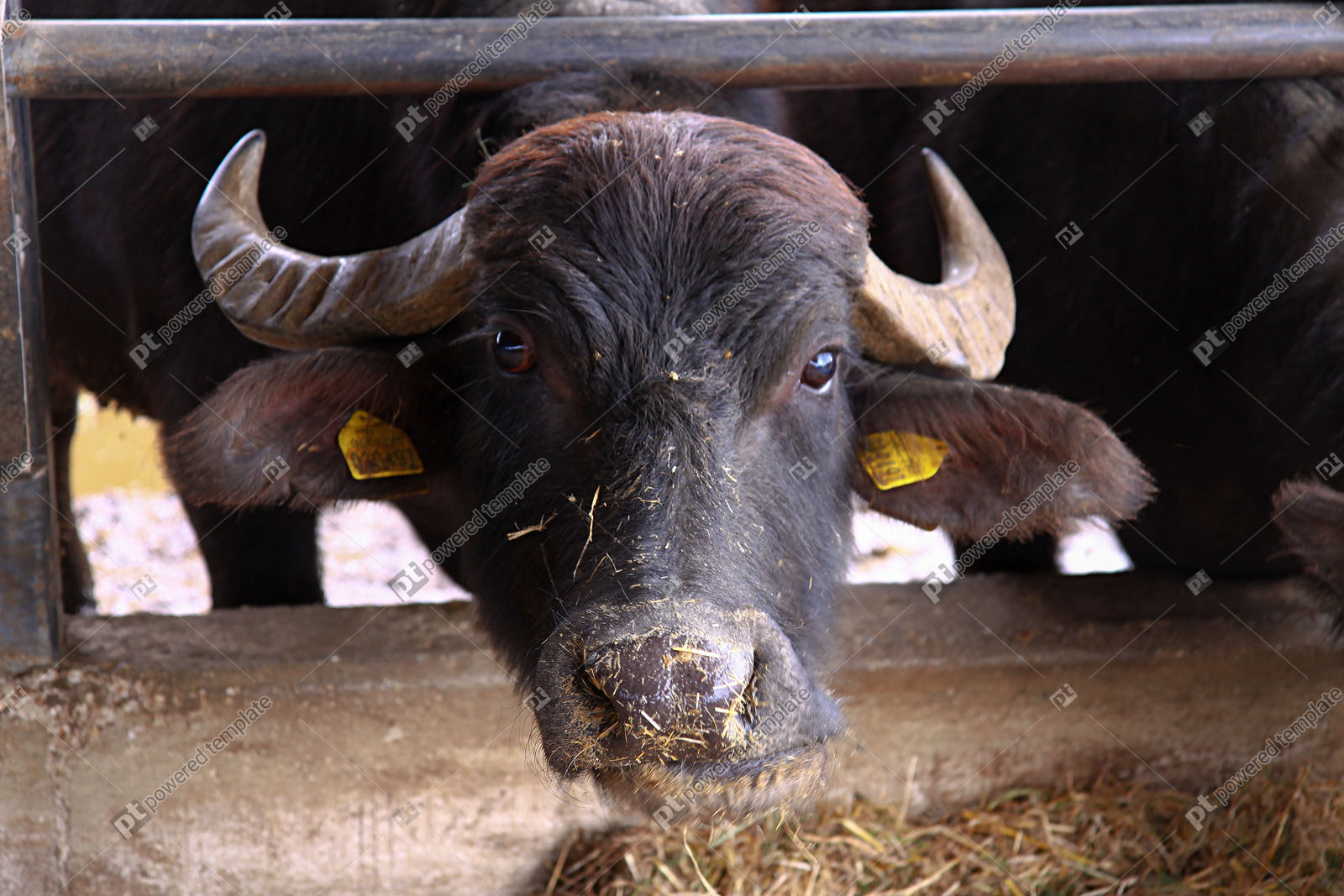 Breeding of Bufale Campane in Southern Italy Used for the Production of ...