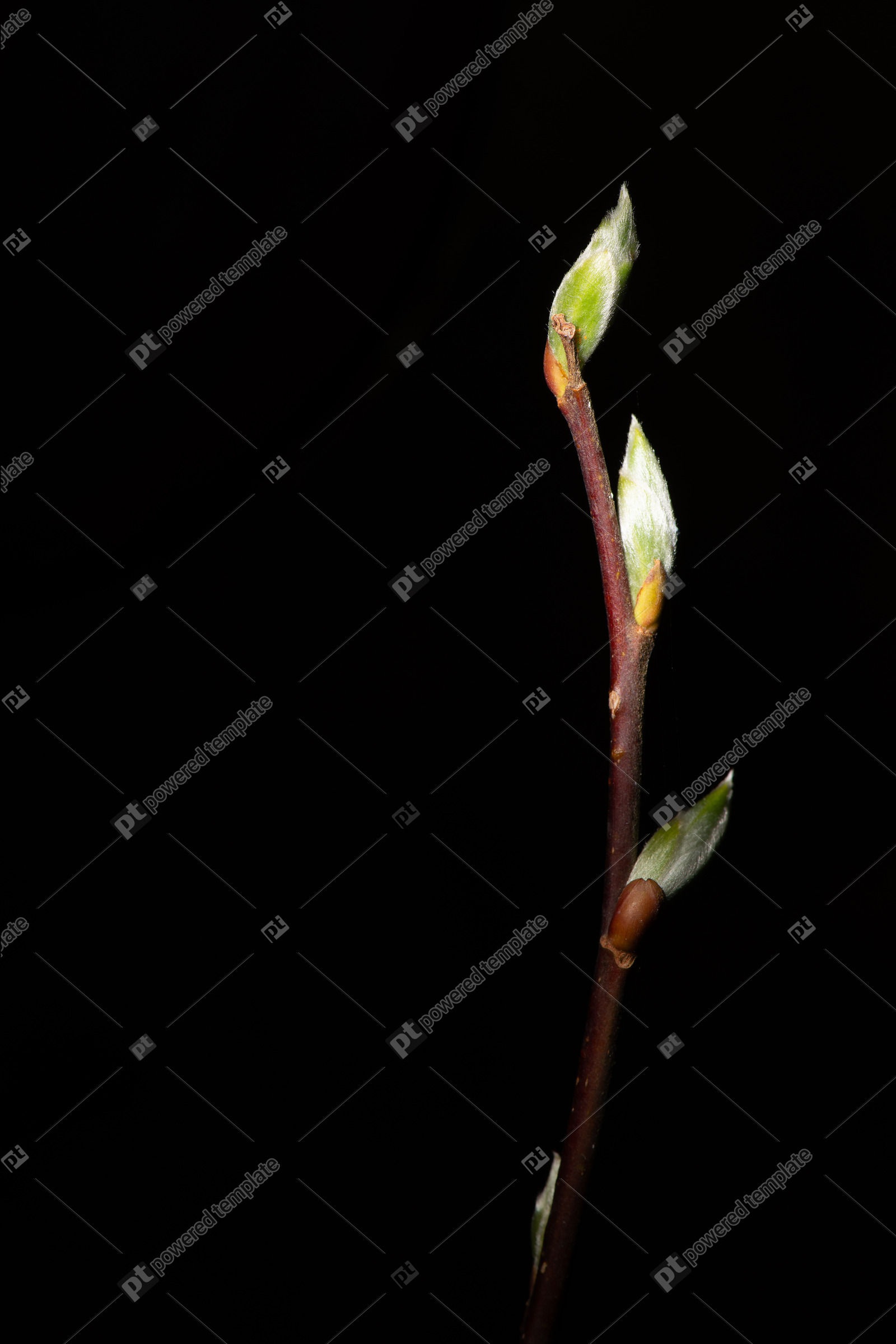 Close up of Twigs with Leaf Buds Ready to Burst on Black Background ...