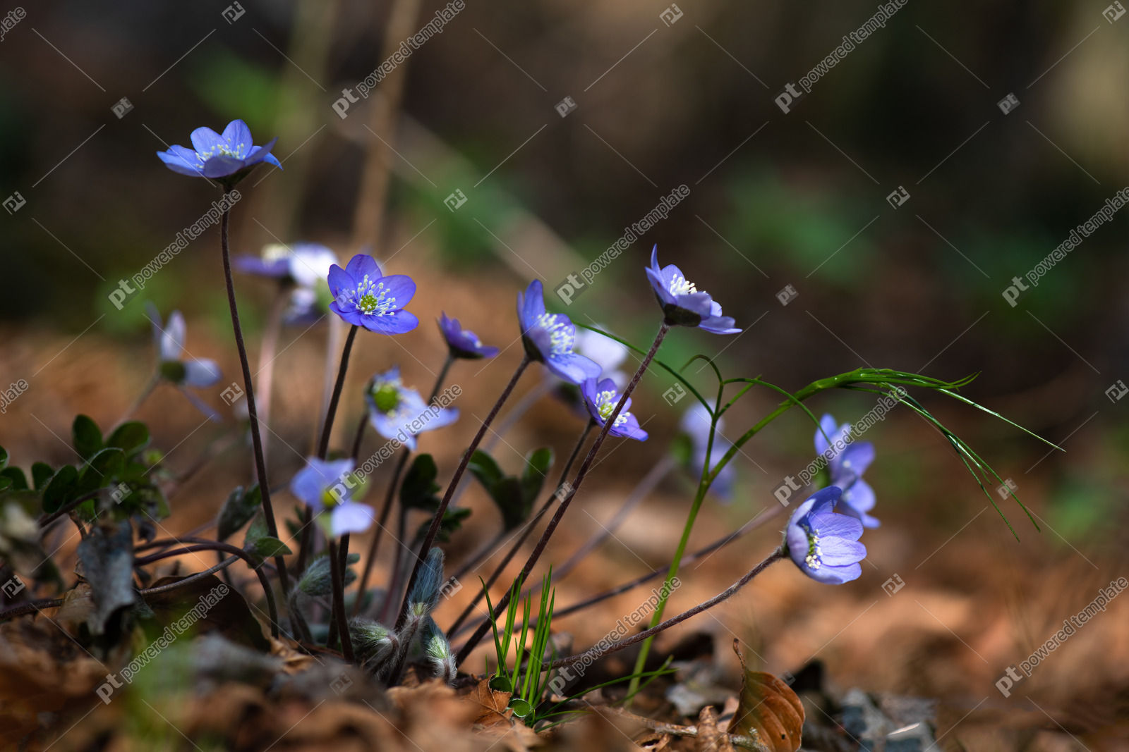 Flower Hepatica Nobilis in the Woods正版照片101375