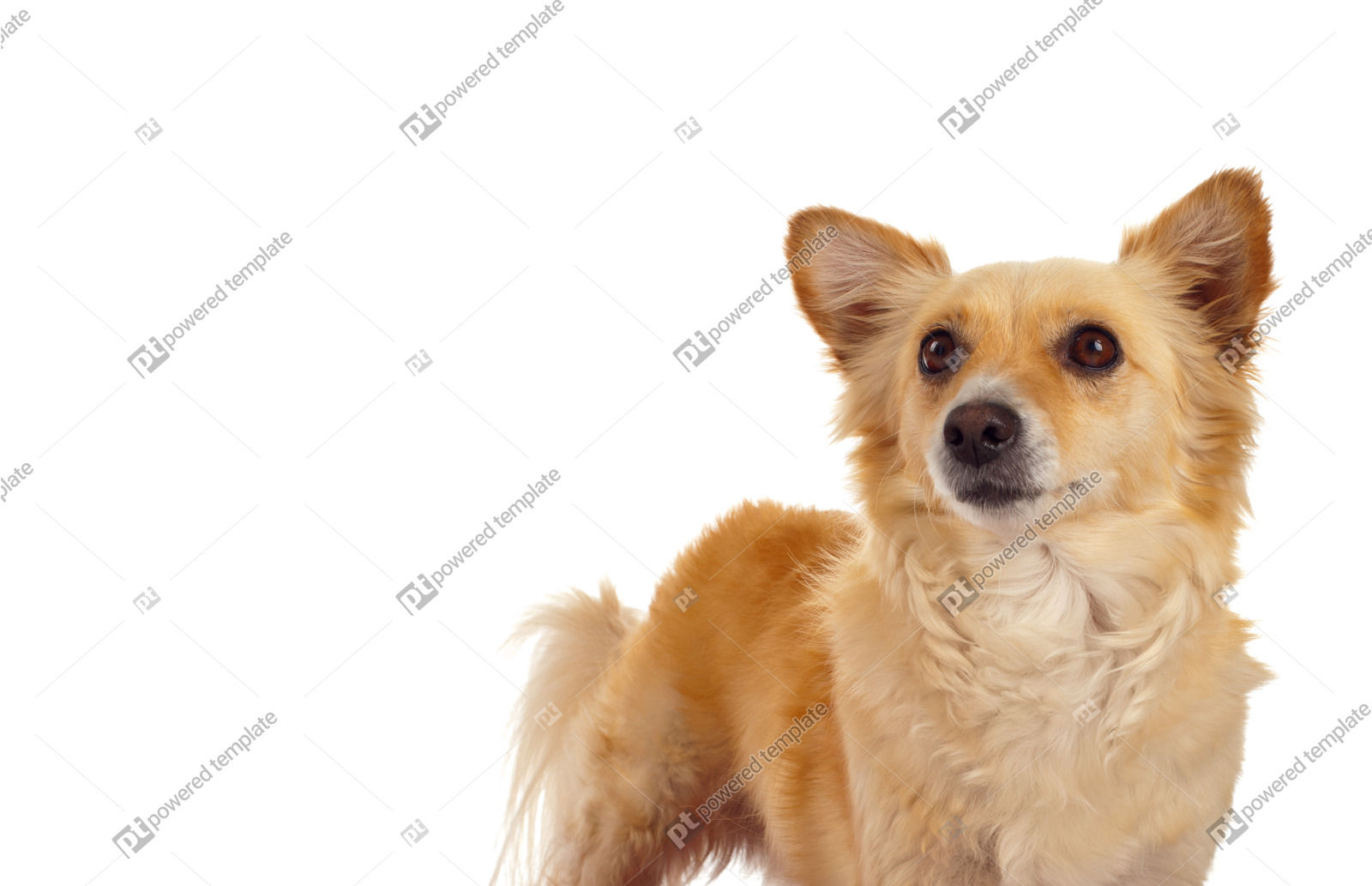 Spitz Dog on White Background正版照片104273