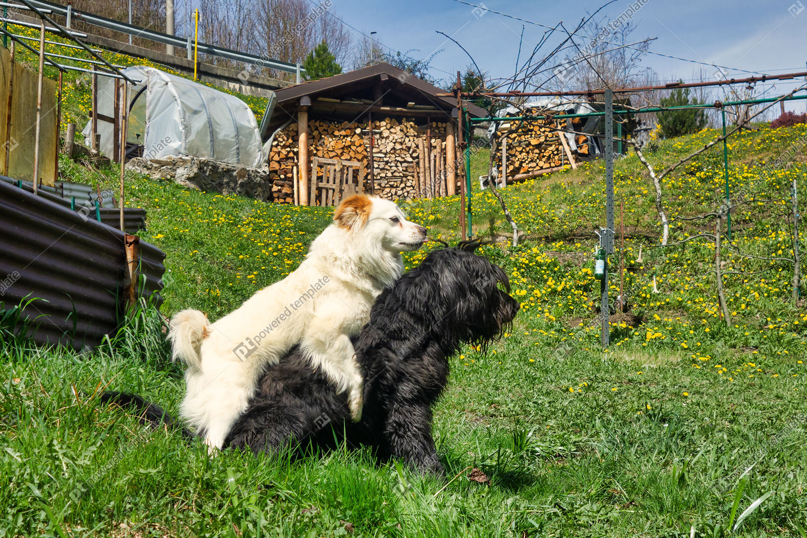 Male Dog Mounts Another Male Dog to Demonstrate Dominance Foto 109684
