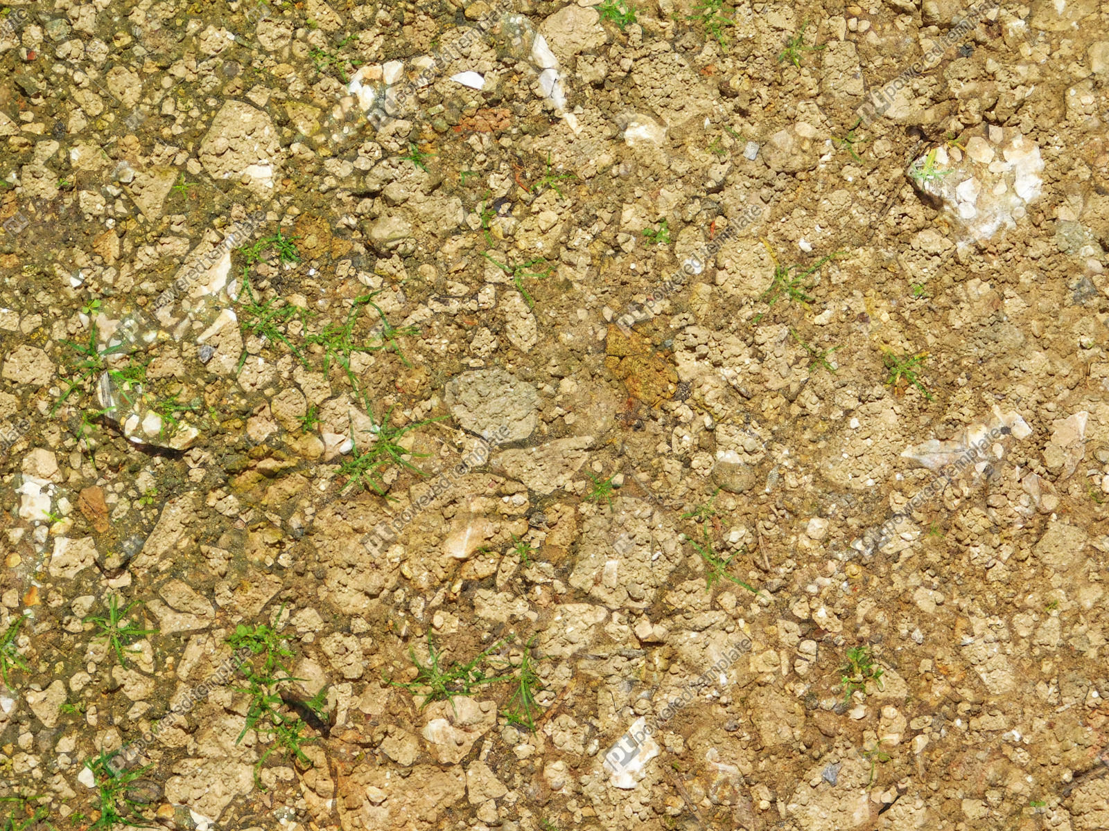 Ground Texture In The Garden Stock Photo 110560