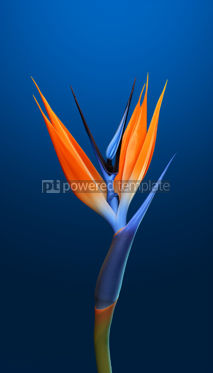 Close-Up Argentine Blue Strelitzia - Vibrant Illustration with ...