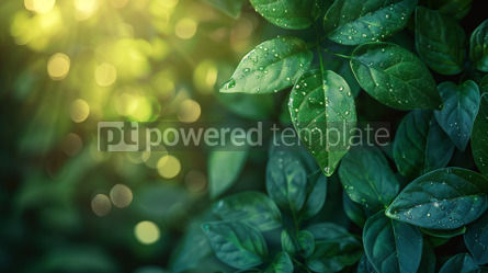 Photo of Dewy Green Leaves | AI Image | PoweredTemplate | 141547 ...
