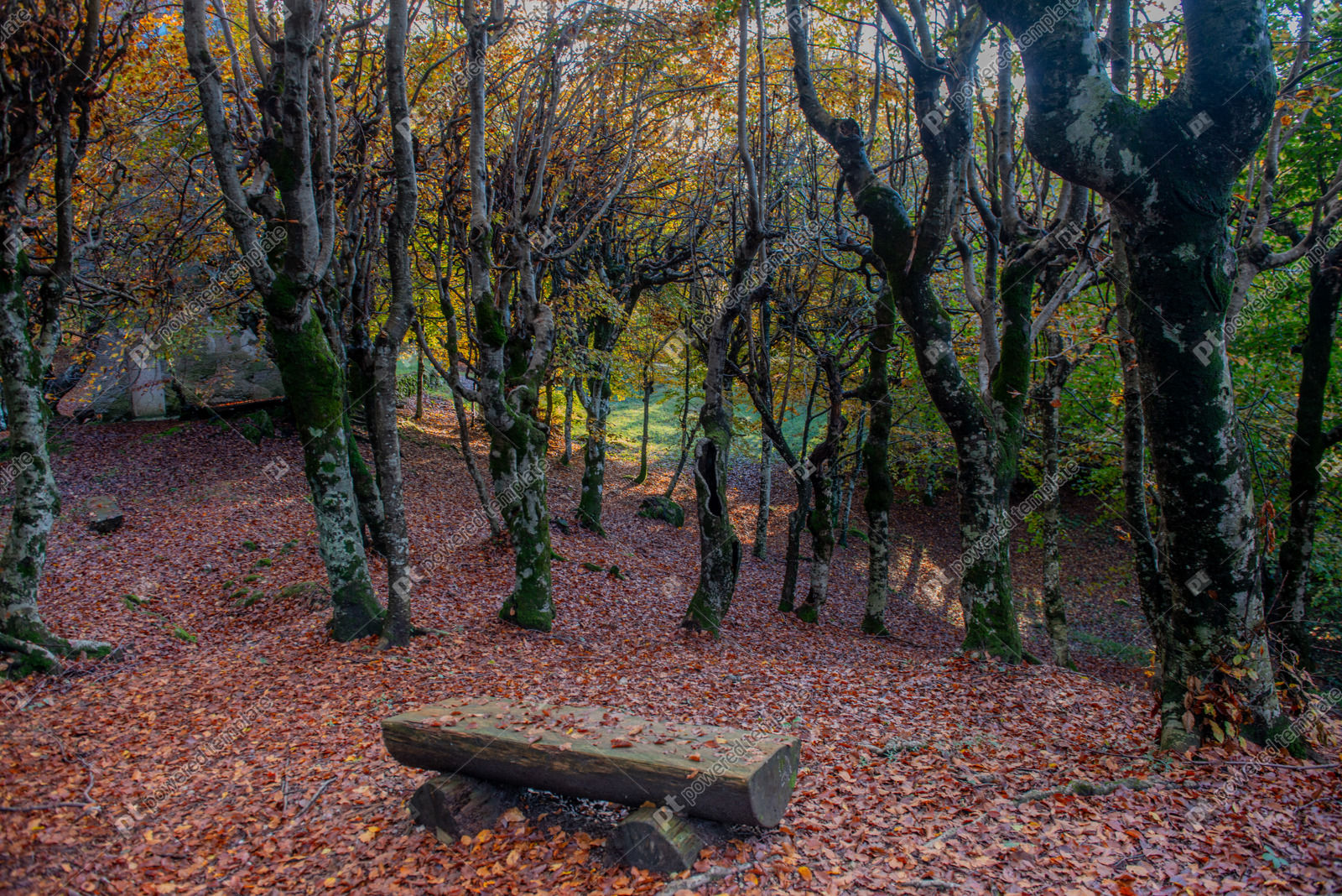 Wooden Benches in the Middle of the Forest I正版照片144067