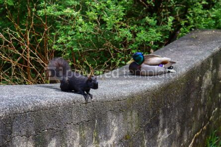 Black Squirrel and the Duck Stock Photo 82828