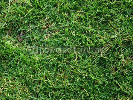 lawn texture Stock Photo 84444